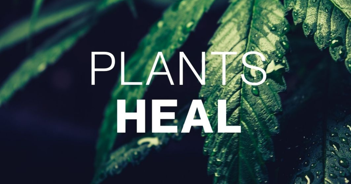 PTSD Natural Plant Herbs Reduce Stress and Anxiety